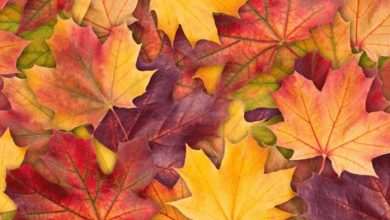 Happy Monday Fall: Embrace the Beauty of a Fresh Start - Imageszilla